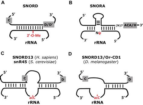 Comparative Schematic Representation Of Rrna Modification Systems A