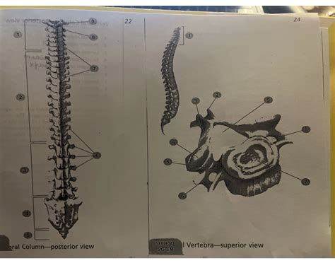 Cervical Vertebra And Vertebral Column — Printable Worksheet