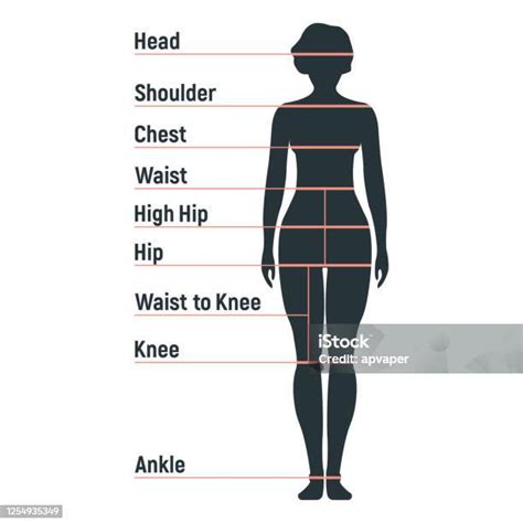 여성 크기 차트 해부학 인간의 캐릭터 사람들이 앞을 더미와 흰색 평면 벡터 일러스트에 고립 된 측면 바디 실루엣을 볼 수 있습니다 0명에 대한 스톡 벡터 아트 및 기타