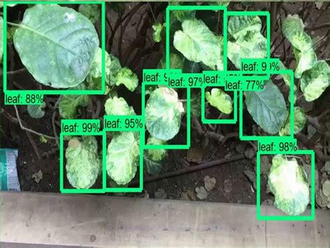 Real Time Leaves Detection Result Download Scientific Diagram