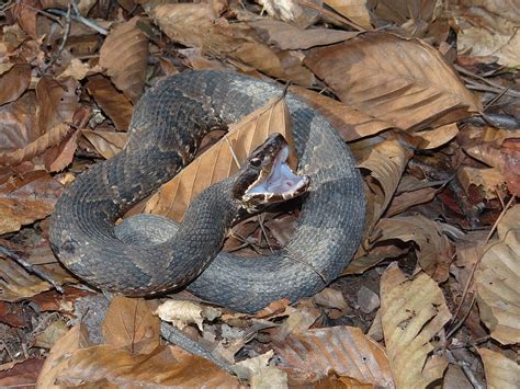 Cottonmouth Snake Pa At Kai Chuter Blog