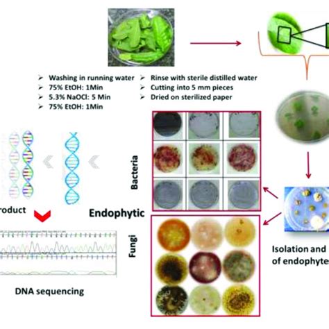 Overview Of The Procedure Of Isolation And Identification Of Download Scientific Diagram
