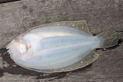 Pernah Dengar Fasal Ikan Sebelah Ini Fakta Menarik Tentangnya