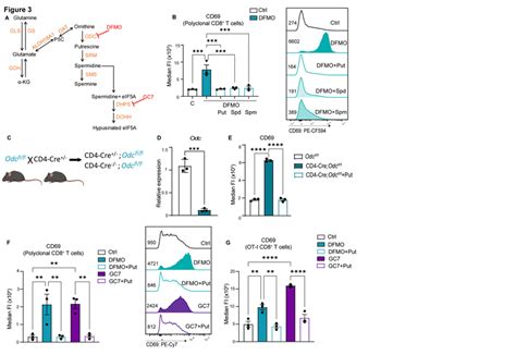 The Polyamine Hypusine Axis Suppresses Cd69 Expression In Activated Download Scientific Diagram
