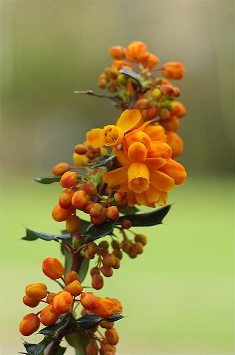 The rare Helios 44M-7