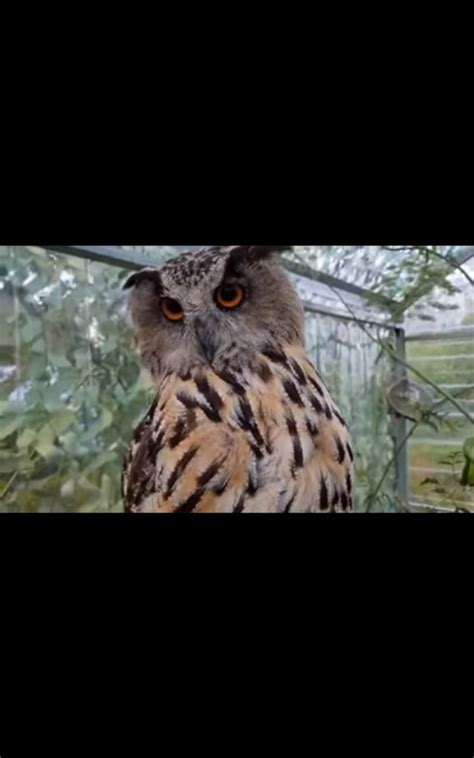 Create Meme Quail Bird Owl Spruce Owl Pictures Meme