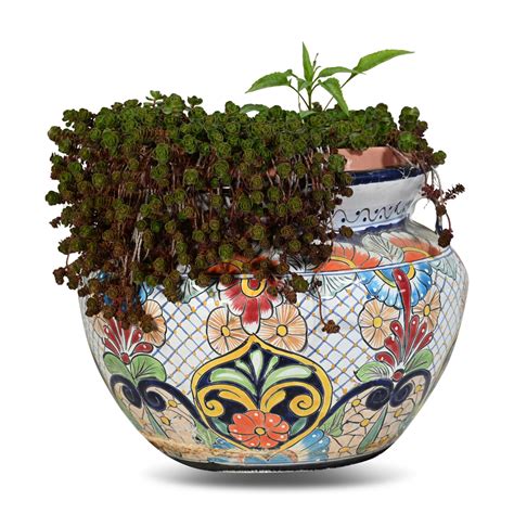 Las Cruces Estate And Online Auctions Mesilla Valley Estate Sales Live Sedum Spurium Ruby