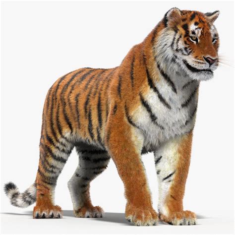 Tiger Animated 3d Model 22 3ds Max Free3d