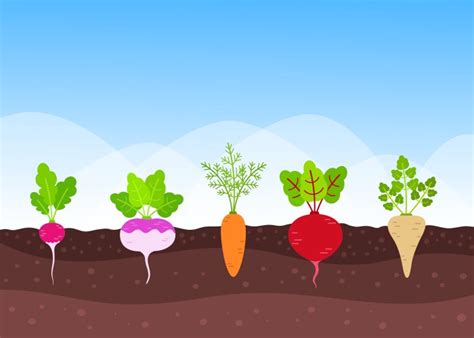 Growing Corn On The Ground Royalty Free Vector Image