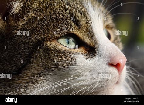Eye Organ Eyes Skin Pussycat Cat Domestic Cat Head Macro Close