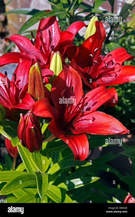 LILIUM BLACKOUT . LILY Stock Photo - Alamy