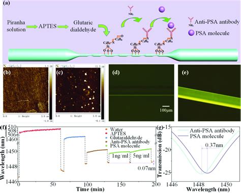 A Schematic Diagram For The Surface Functionalization Procedure Afm Download Scientific