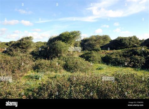 Wild Olive Olea Europaea Sylvestris Or Olea Europaea Oleaster Is A