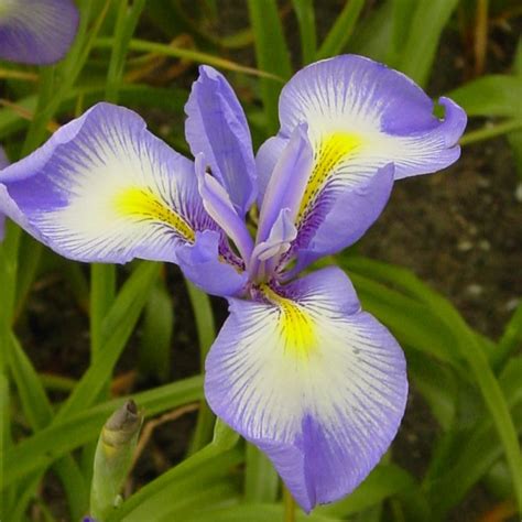 Iris Les Fleurs Couper