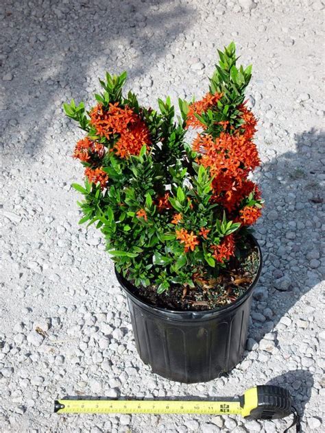 3 Ixora Dwarf Ixora Taiwanensis Growers Outlet Of Lake Worth
