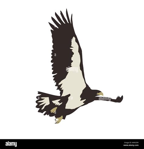 Simple Hawk Flying Illustration Isolated On White Stock Vector Image