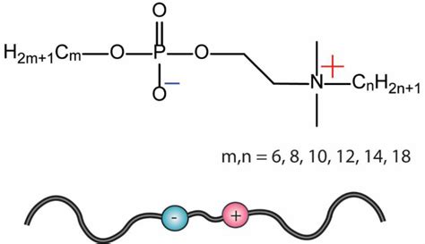 Chemical Structures Of Bis N Alkylphosphobetaine Zwitterionic Molecules Download Scientific