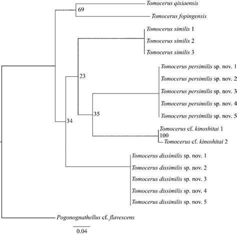 maximum likelihood tree using gtr i Г model and 1000 bootstrap