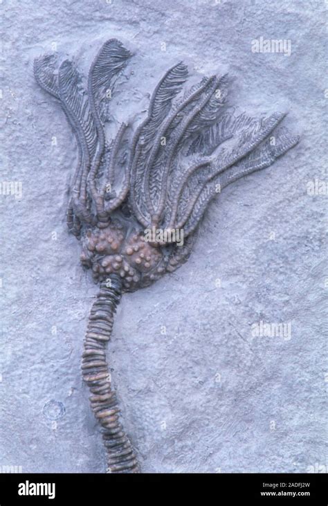 fossil crinoid or sea lily in a mudstone deposit the crinoids are