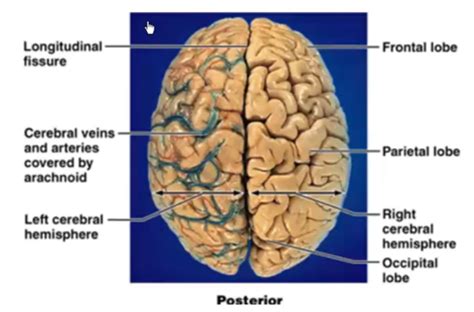 gross brain lecture flashcards quizlet
