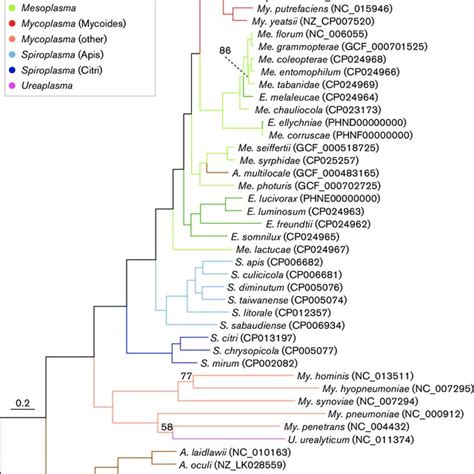 maximum likelihood phylogeny of representative mollicutes species the