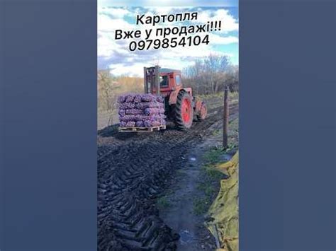Картопля‼️ #картопля #картопля2023 #беллароса #белла_роса #редсан ##ред ...