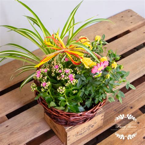 Растения саксйни цветя Фея на цветята