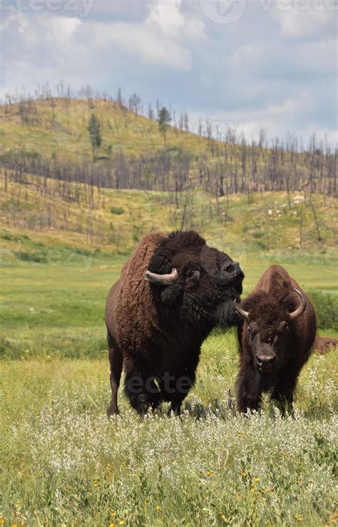 Mating Pair Of Bison In A Grass Field Stock Photo At Vecteezy
