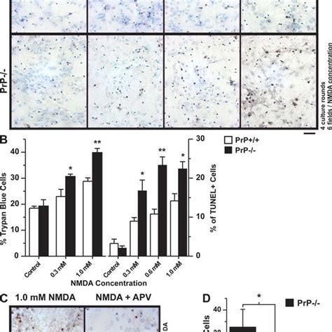 Nmdar Mediated Excitotoxic Cell Death In Prp Null Neurons A Light Download Scientific