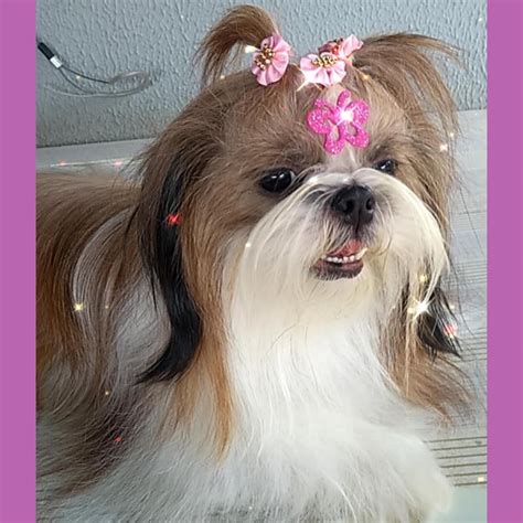 Toca Dú Bicho Toca Dú Bicho Added A New Photo