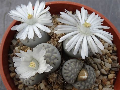 Lithops Julii Subsp Fulleri World Of Succulents