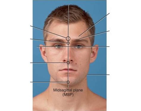Anatomical Landmarks Flashcards Memorang