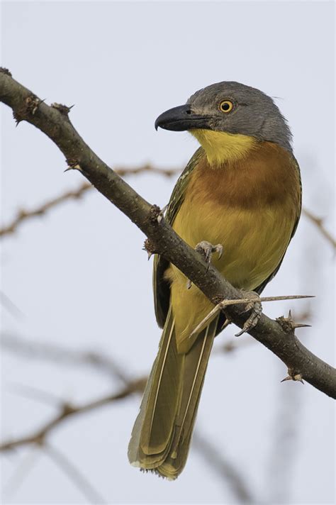 African Bird Club