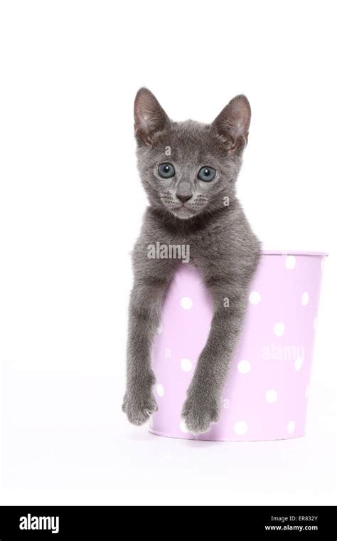 Russian Blue Kitten Stock Photo Alamy