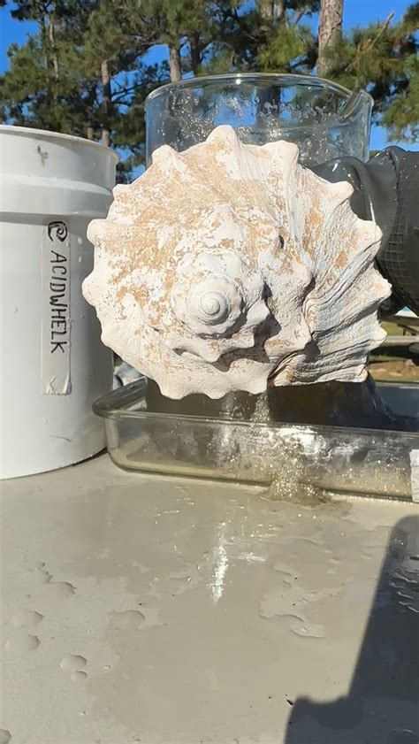 Acid Dipped Whelk Shells 531 Shell Shellsofinstagram Seashells Seashellsofinstagram
