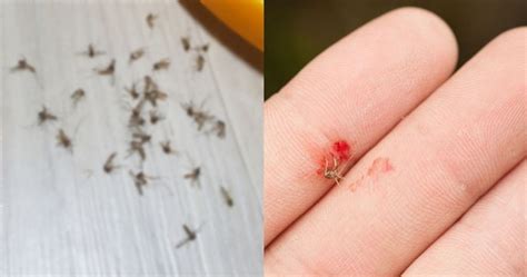 “날씨 추워지자 집안으로 날아들어와 피 빨아먹는 ‘가을 모기를 학살했습니다”