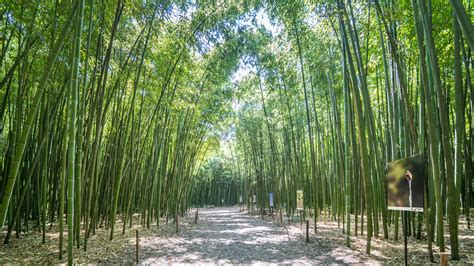 Bamboo Forest Beauty Alam Yang Menenangkan 2025