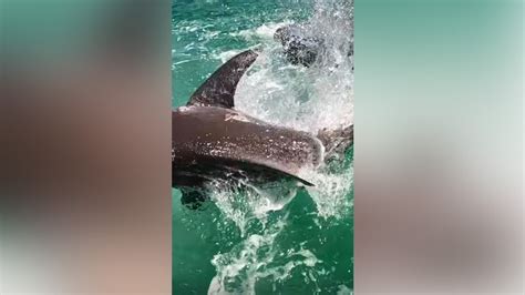 Aggressive Shark Caught On Video Ramming Into Jet Skiers Off Florida