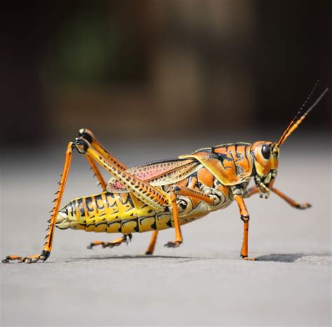 Picture of a colorful grasshopper - About Wild Animals