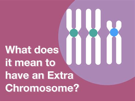 What Is The Role Of X And Y Chromosomes Karyotypinghub