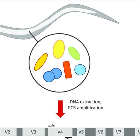 The C Elegans Lifecycle Eggs Hatch And Go Through Four Larval Stages