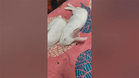 Cute Rabbit 🥰 Khorgosh 🐇 Youtube