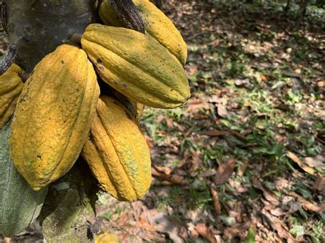 Ngos Urge Continued Sanctions Against Drc Mining Giant Dan Gertler