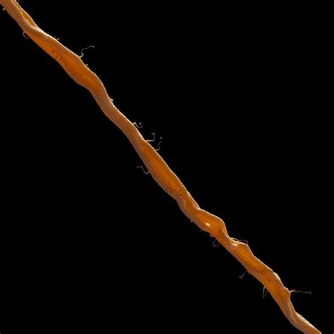 Axon Dendrite 3d Model Turbosquid 1329917