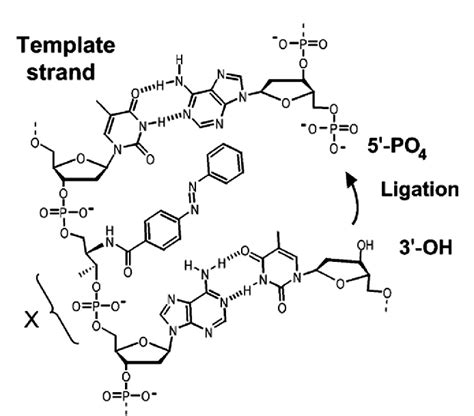 Figure 1 From Recent Developments In Reversible Photoregulation Of Oligonucleotide Structure And