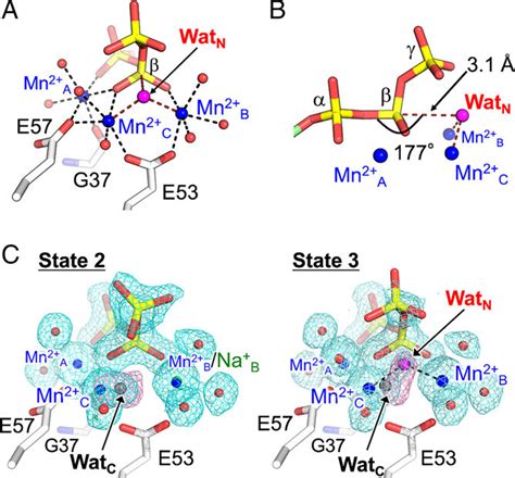 Position Of A Nucleophilic Water Molecule A And B Coordination