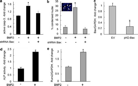 Runx2 Mediated Activation Of The Bax Gene Increases Osteosarcoma Cell Sensitivity To Apoptosis