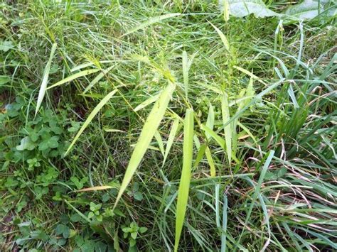 Fall Panicgrass