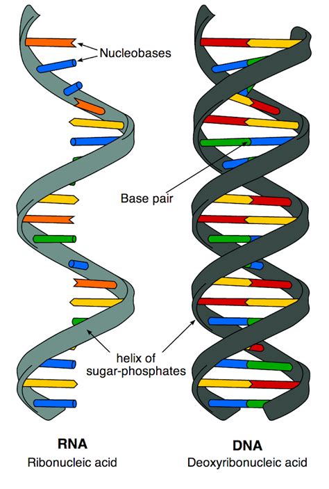 explainer what is rna