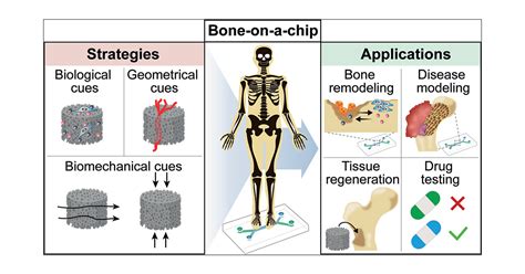 Bone On A Chip Biomimetic Models Based On Microfluidic Technologies For Biomedical Applications